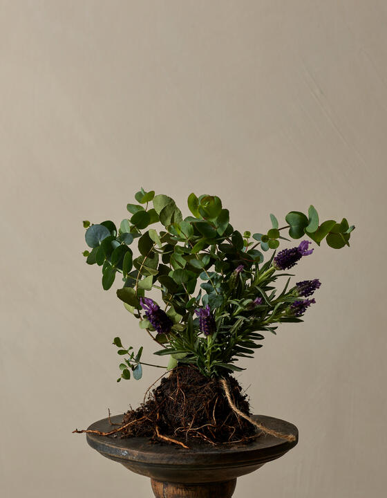 Hand Care Caddy - Cowshed